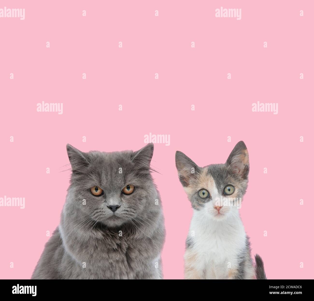 team of two cats, british long hair and metis cat, on pink background ...