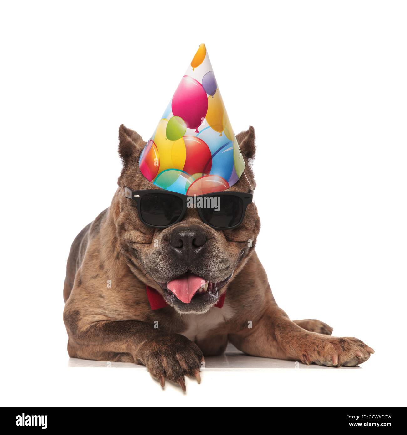 cute american bully wearing birthday hat, sunglasses and red bowtie ...