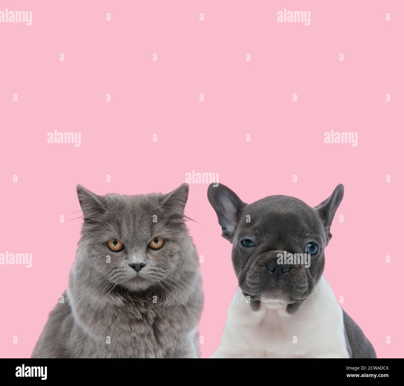 team of one british long hair cat and french bulldog on pink background ...