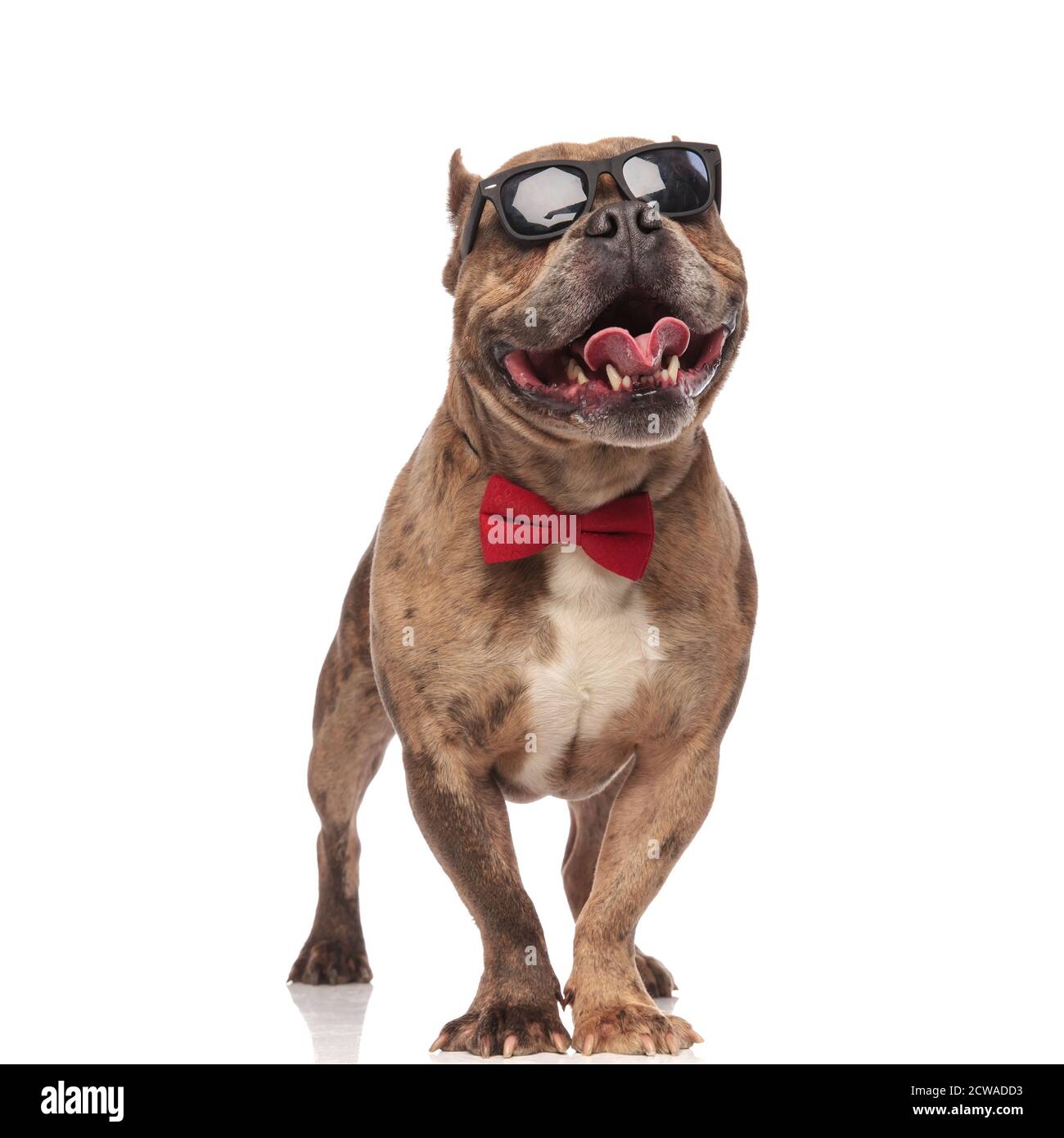 happy american bully wearing sunglasses and red bowtie, panting and ...