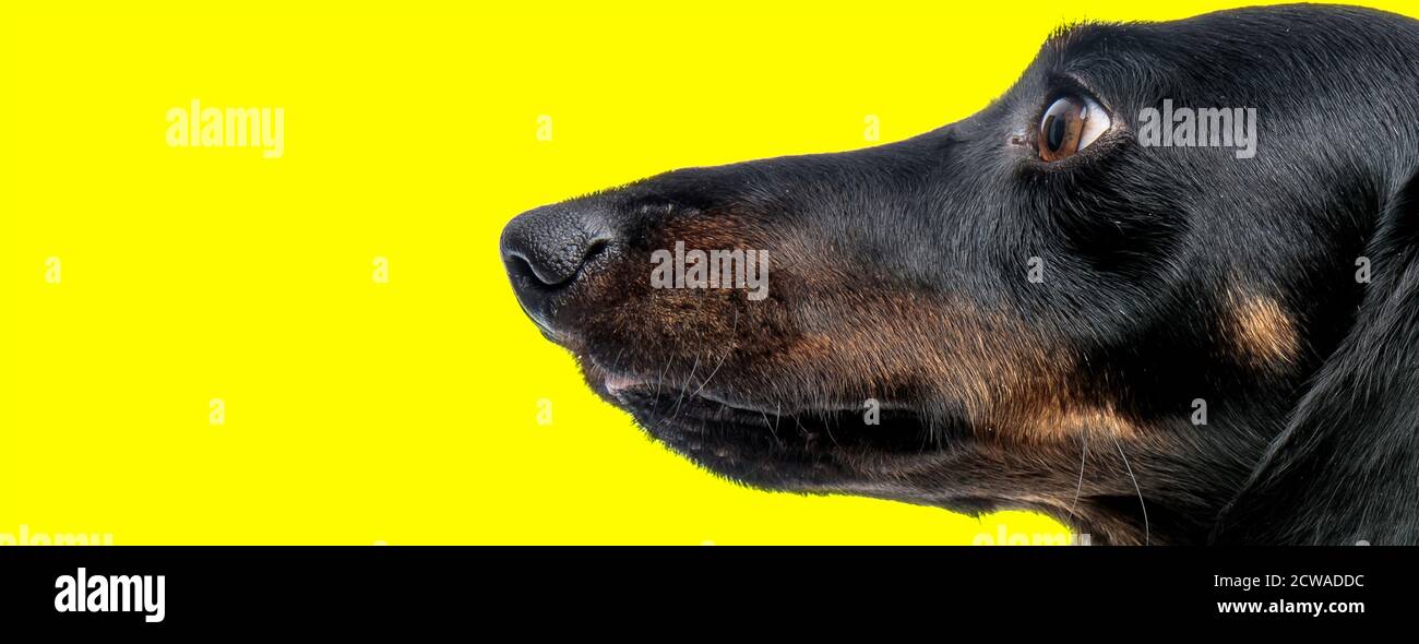 close up of a sweet teckel dog with black fur posing in side view on ...