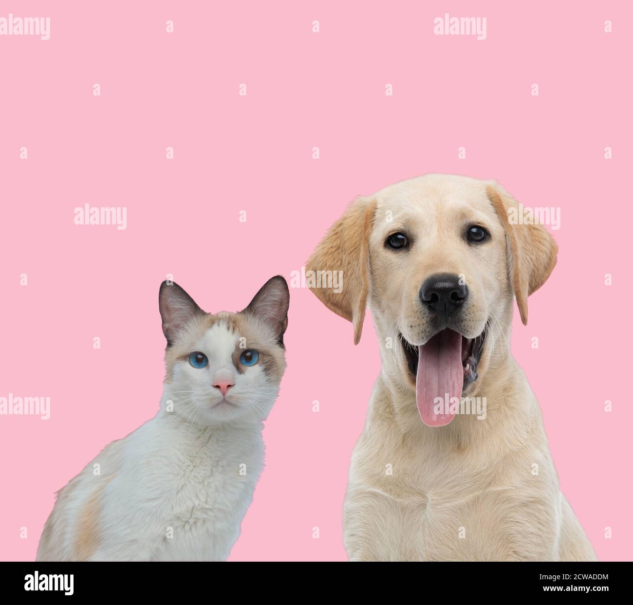team of two animals, metis cat and labrador retriever panting and ...
