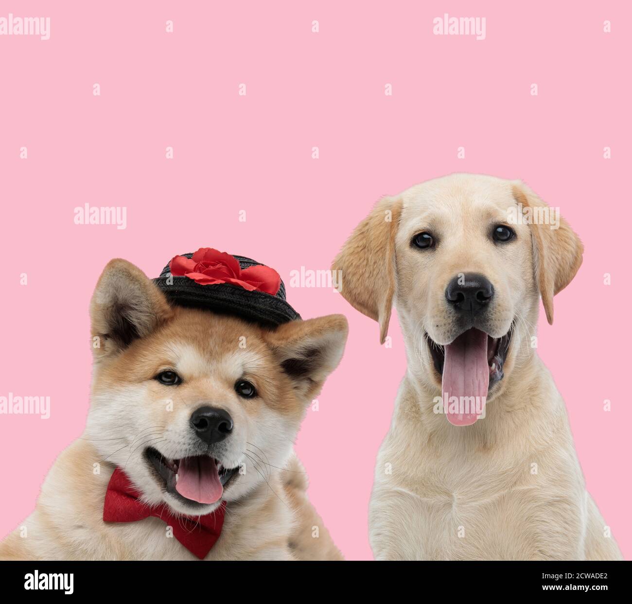 How Much Do Akita Labradors Get