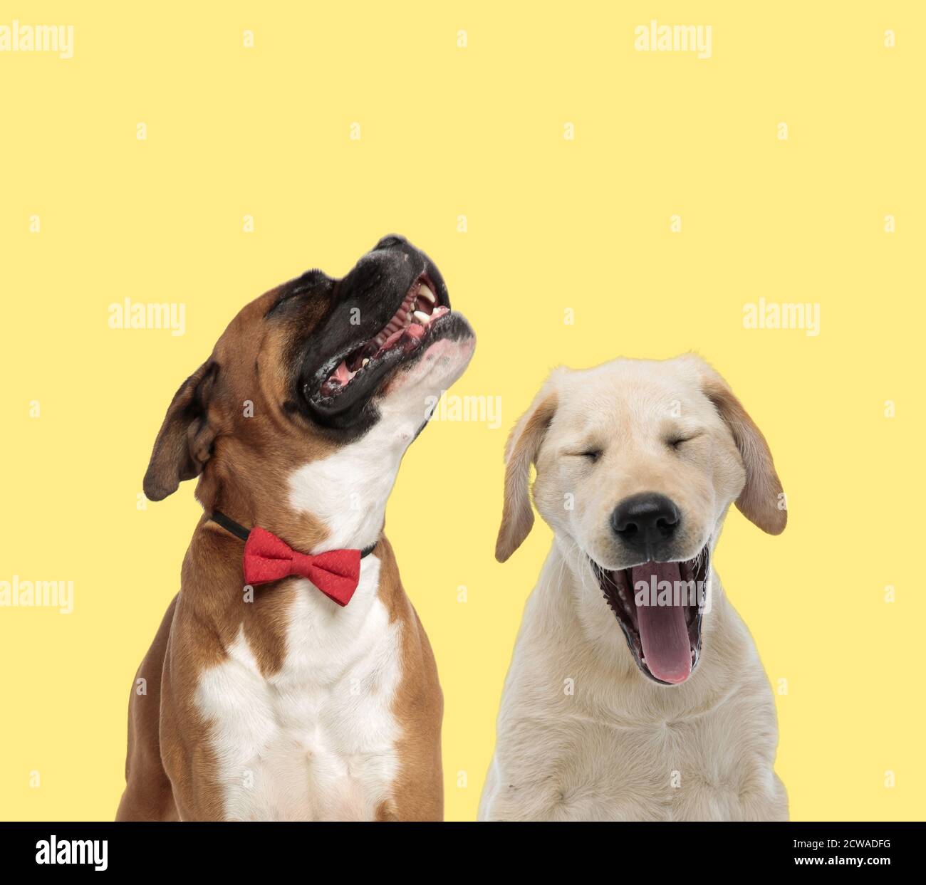 cute boxer dog howling in pain next to a labrador retriever dog ...