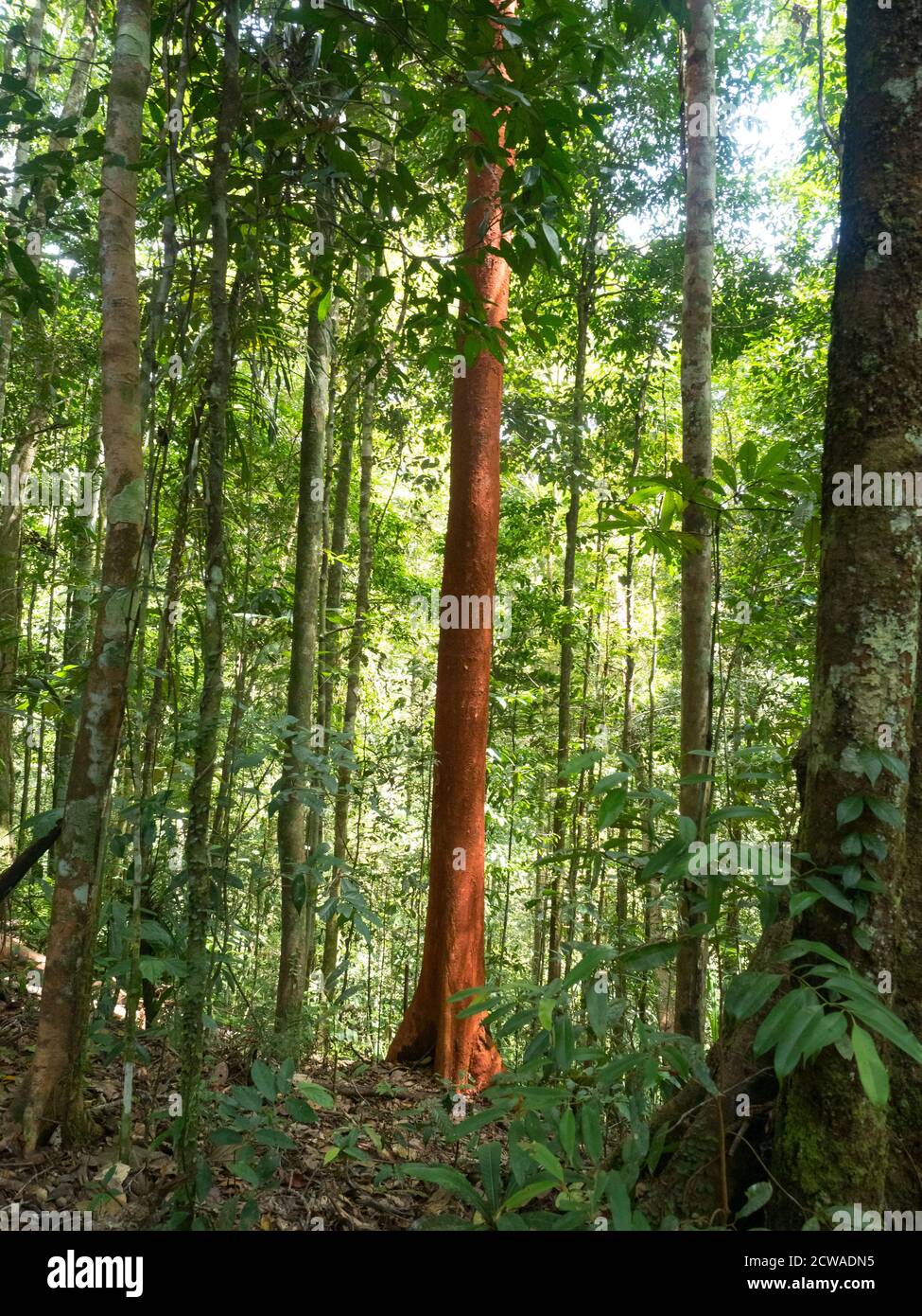 Jungle with trees with orange bark in West Papua, Indonesia, Bird's ...
