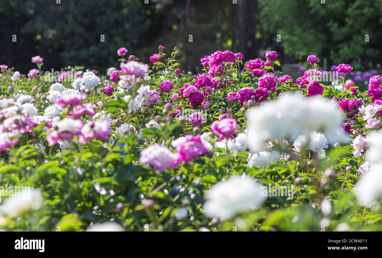 pink peony flower field in a botanical garden Stock Photo - Alamy