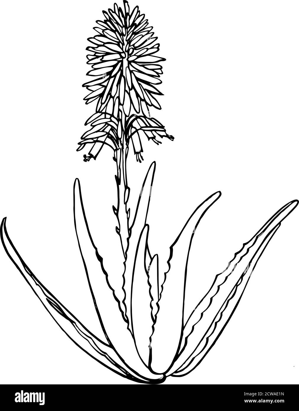 Aloe Flower Drawing