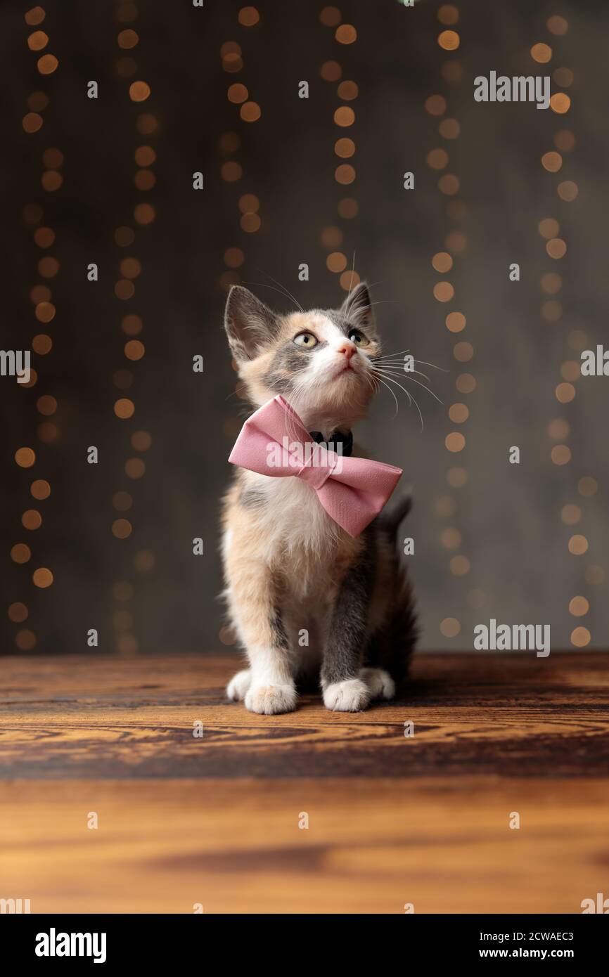 beautiful Metis cat with white gray fur and pink bow tie is sitting and ...