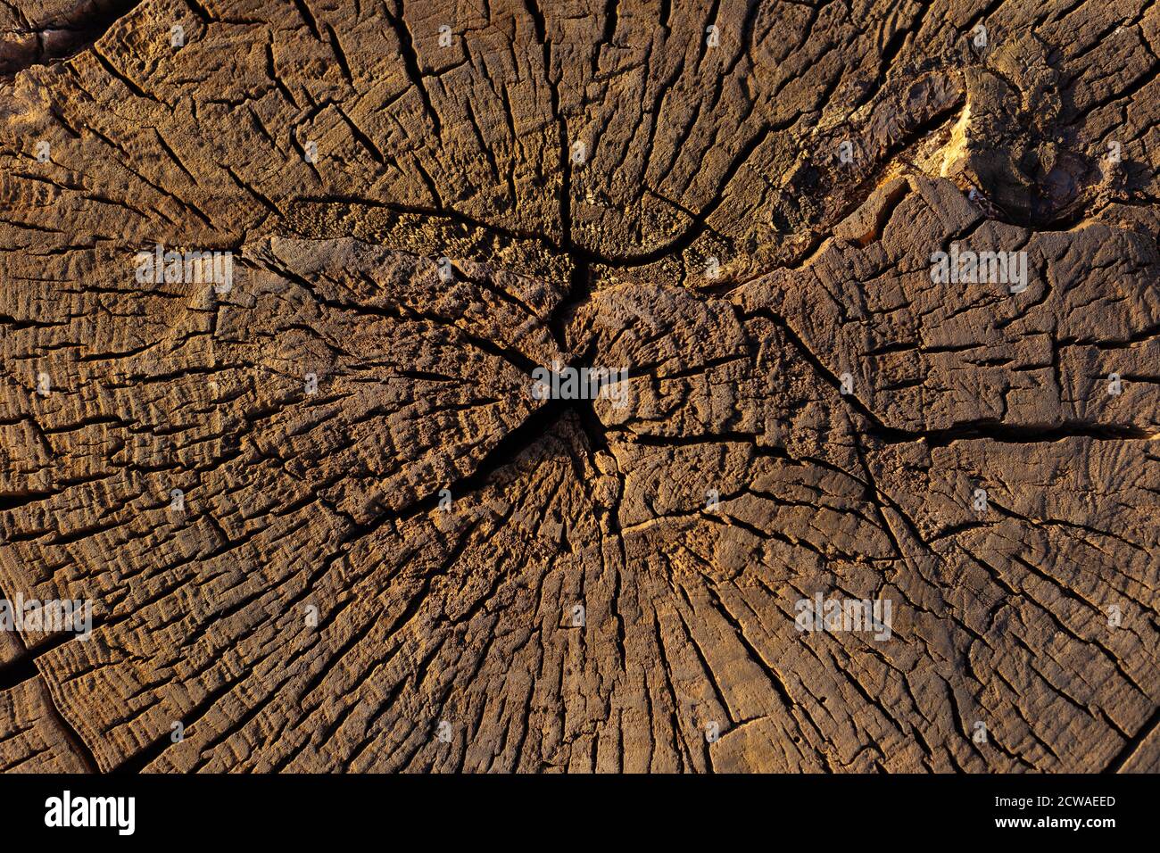 Wood texture. Wood background. Sectional tree Top view Stock Photo - Alamy