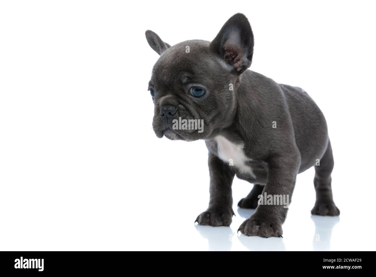 Eager French bulldog cub looking away and wondering while standing on ...
