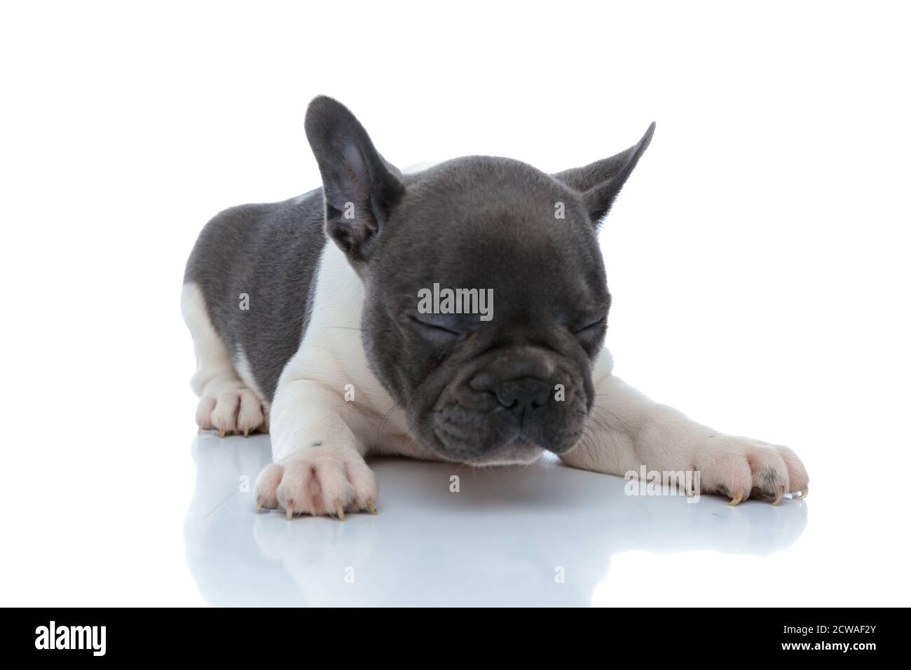 Tired French bulldog puppy holding his eyes shut and sleeping while ...