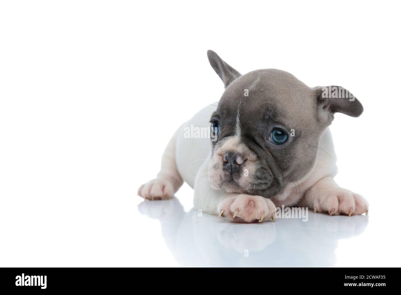 Lovely French bulldog cub looking away and resting while laying down on ...