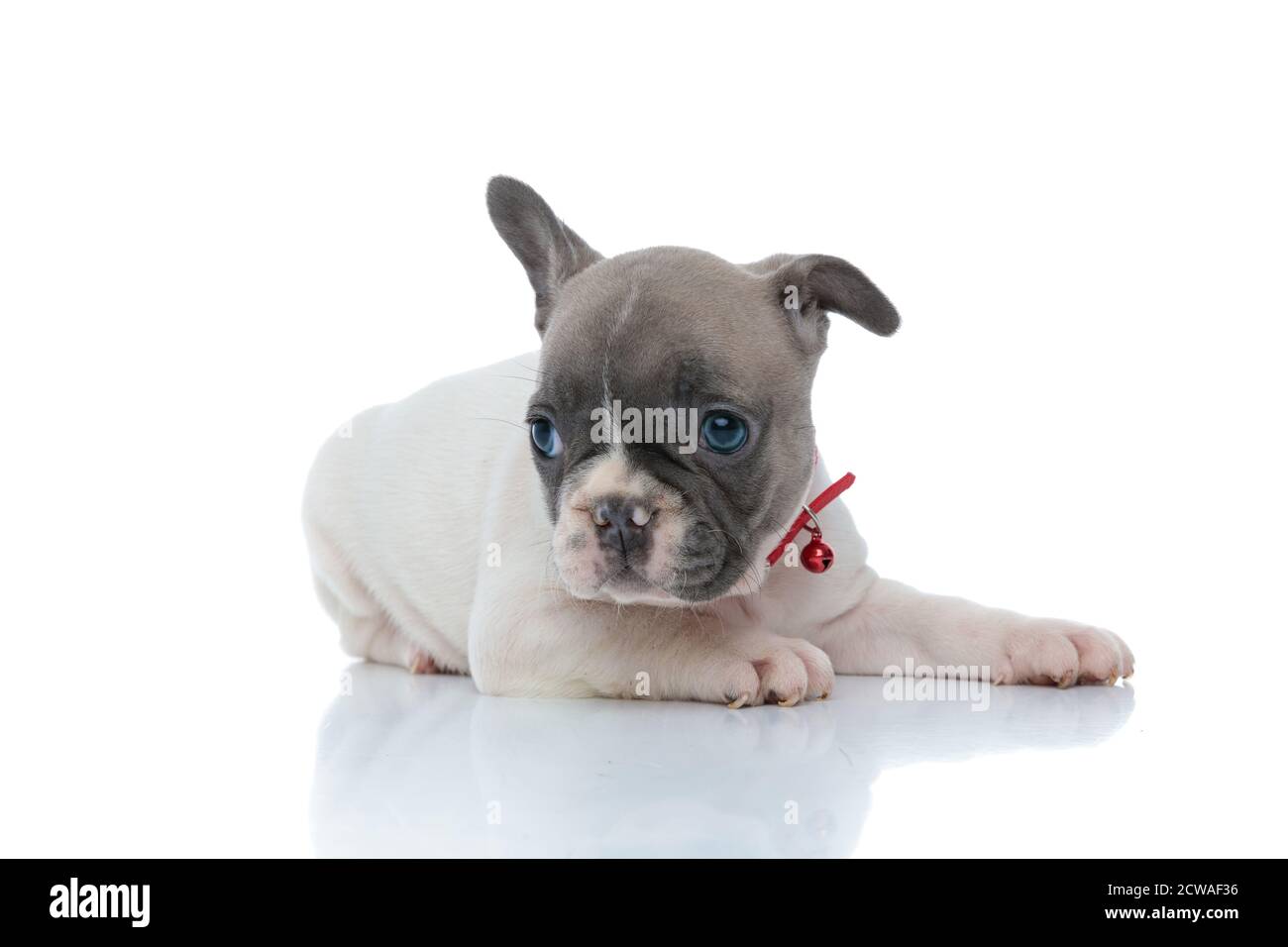 Adorable French bulldog cub curiously looking away and while wearing a ...