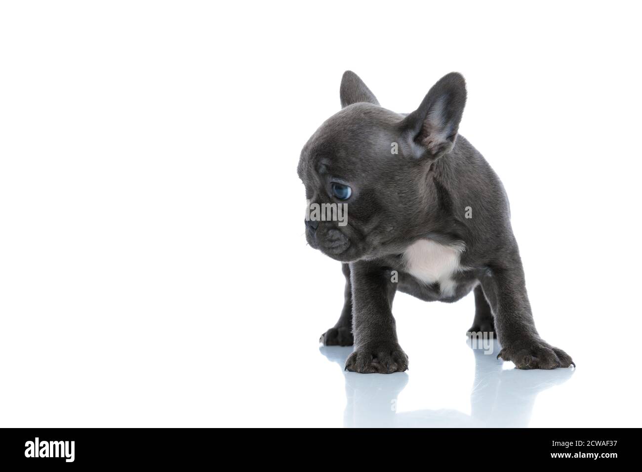 Eager French bulldog cub curiously looking to the side while standing ...