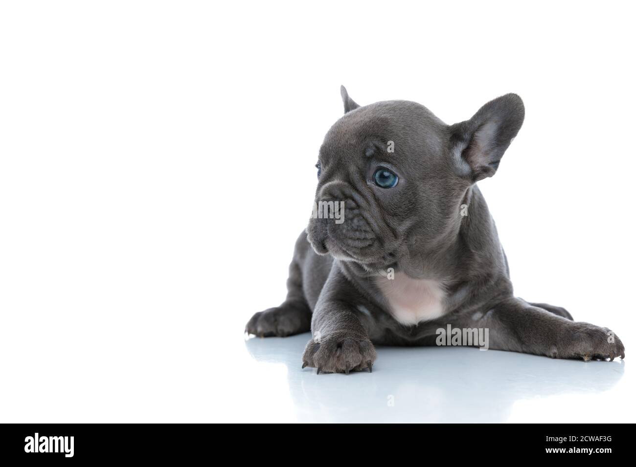 Cute French bulldog cub looking away and resting while laying down on ...