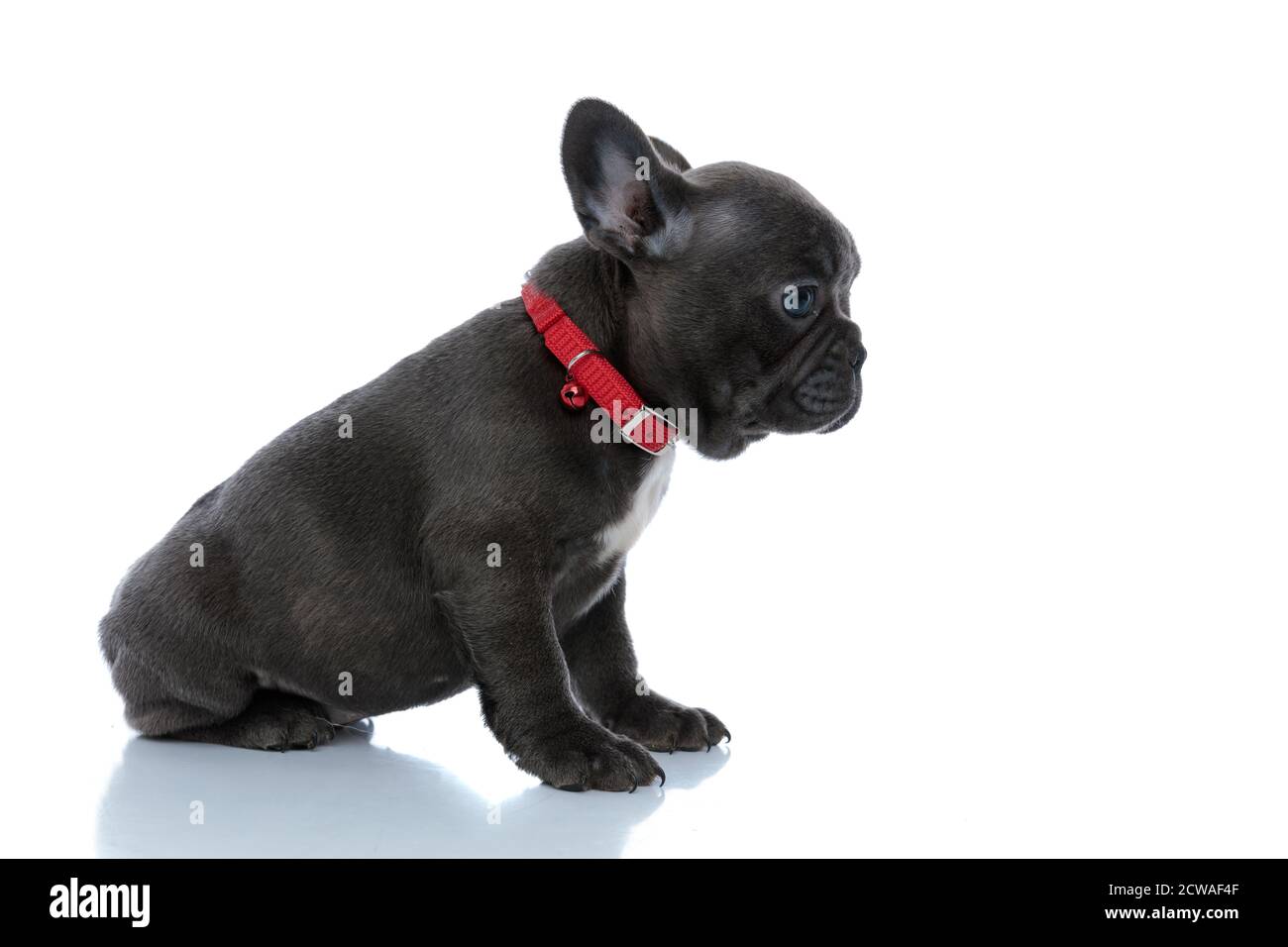 Side view of an adorable French bulldog cub looking forward while ...