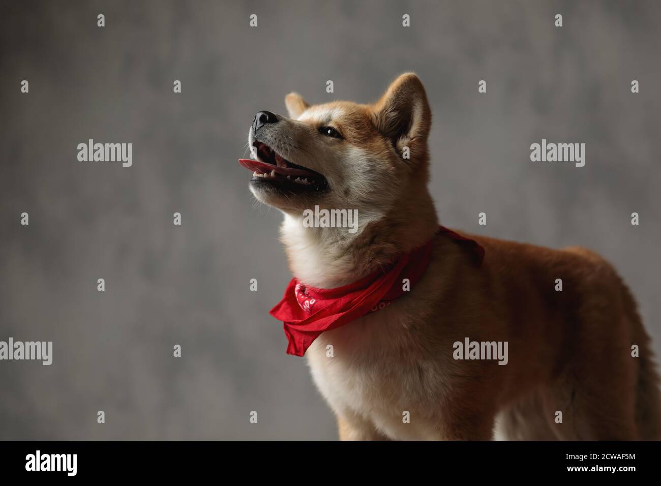 side view of a sweet Akita Inu dog wearing red bandana standing with ...