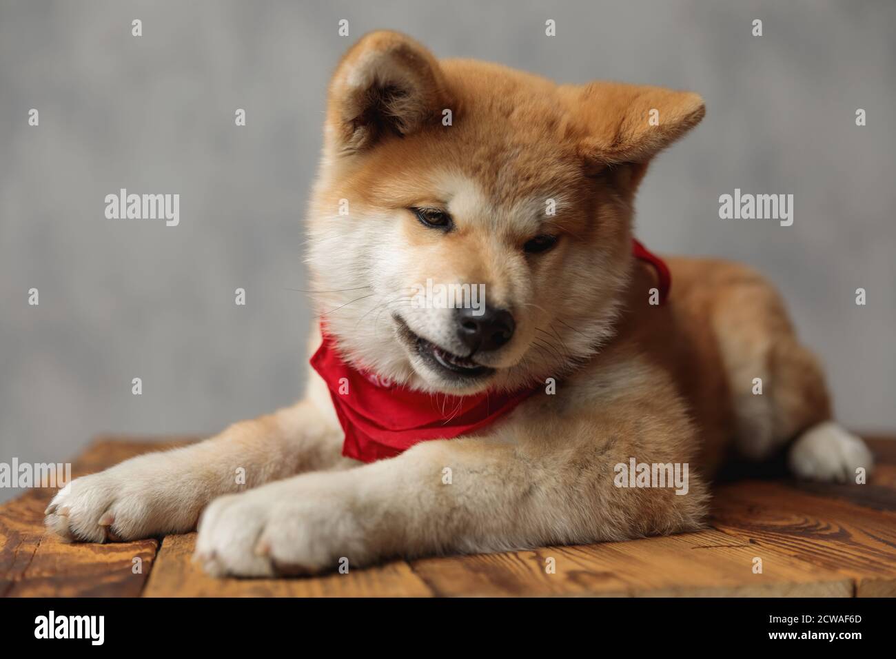 adorable Akita Inu dog wearing red bandana lying down and looking down ...
