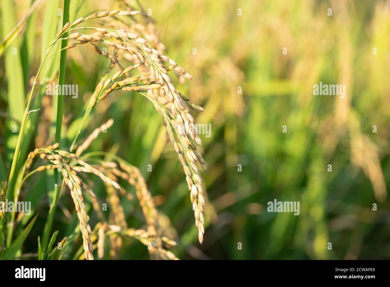 Rice paddy field europe hi-res stock photography and images - Alamy