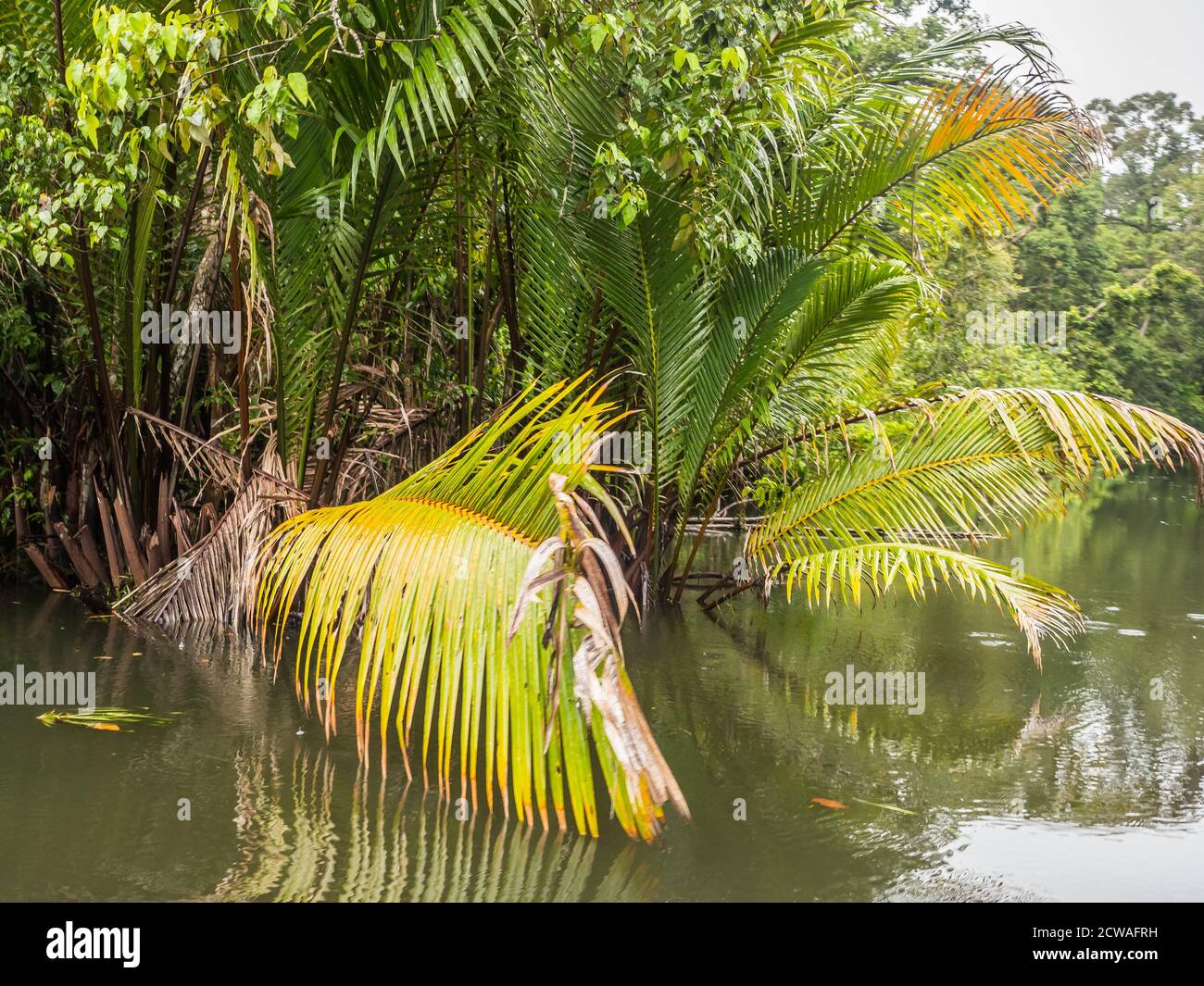 Tropical forest around Arguni Bay, Bird's Head Peninsula, West Papua ...