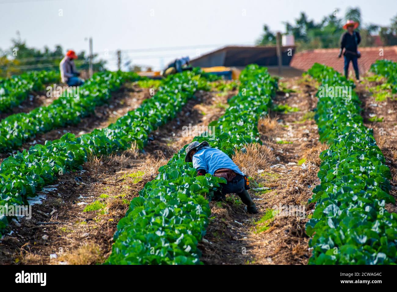 Farm field workers hi-res stock photography and images - Alamy