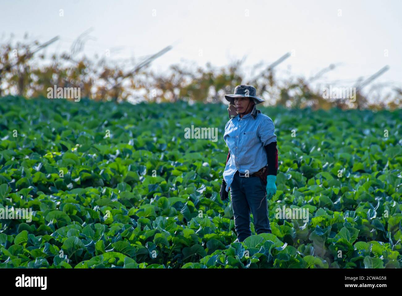 Thai migrant agricultural workers work in a field Photographed in ...