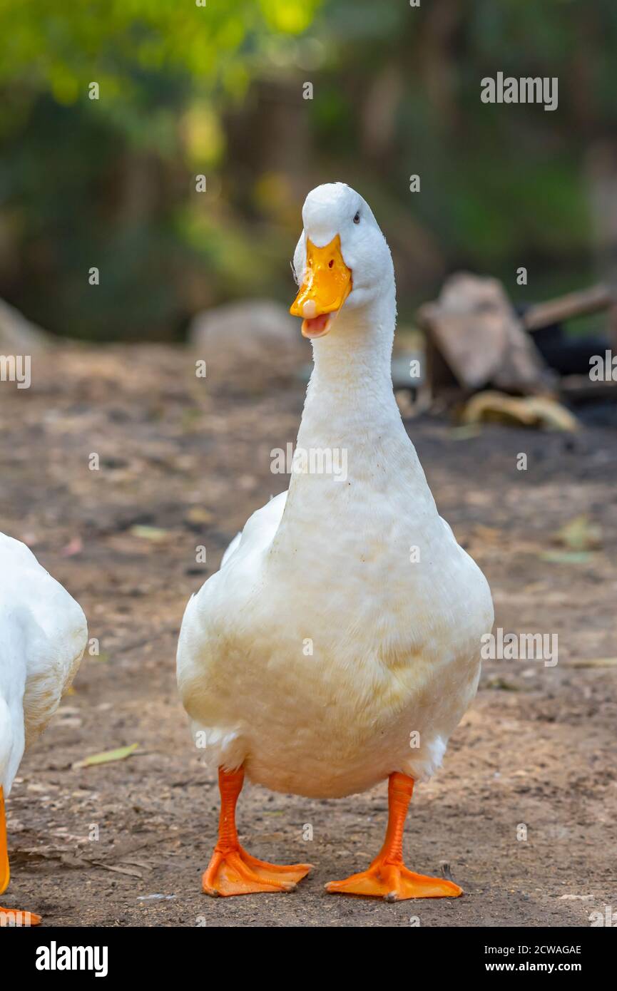 A gaggle of geese Stock Photo - Alamy