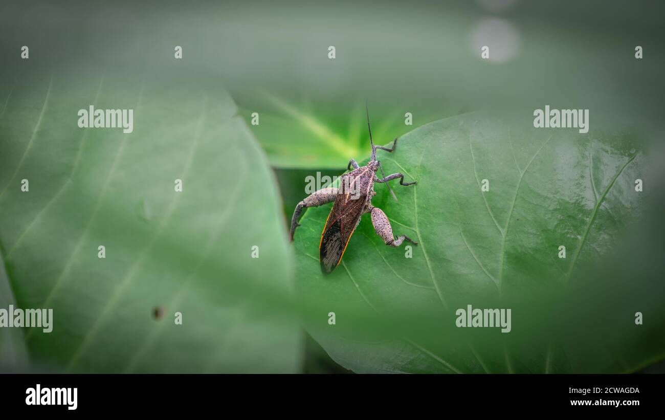 Big muscle insect hi-res stock photography and images - Alamy