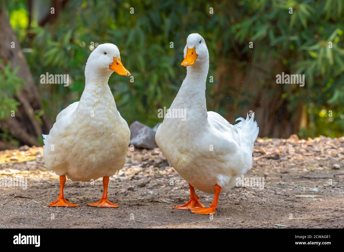 A gaggle of geese Stock Photo - Alamy