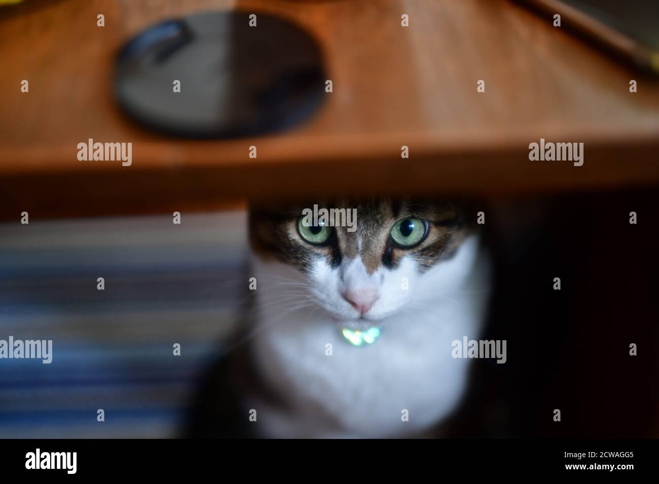 Look at me, cat, under the tabel, pretty, cute Stock Photo - Alamy