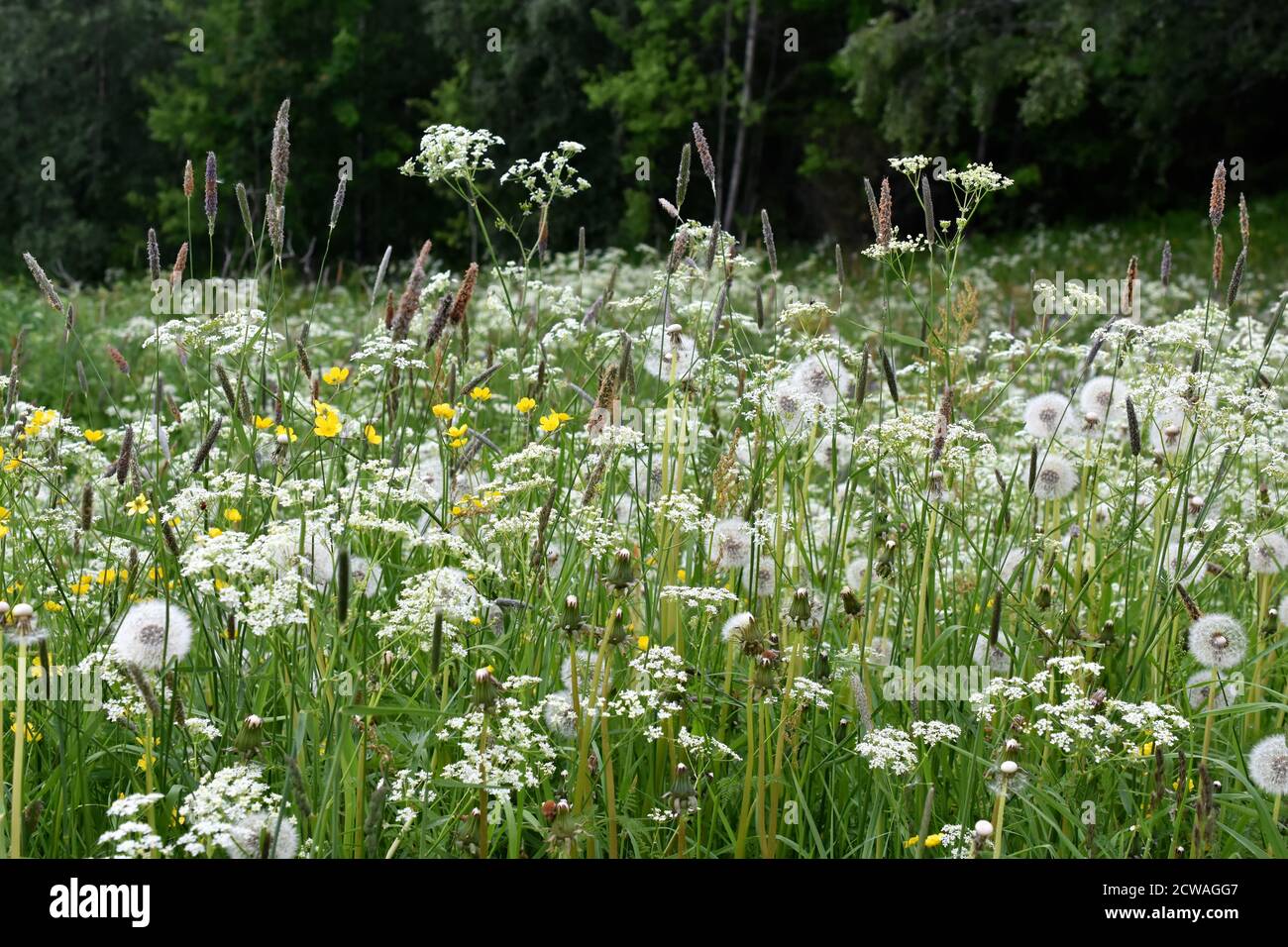 Wildflower natural environment wildflowers hi-res stock photography and ...