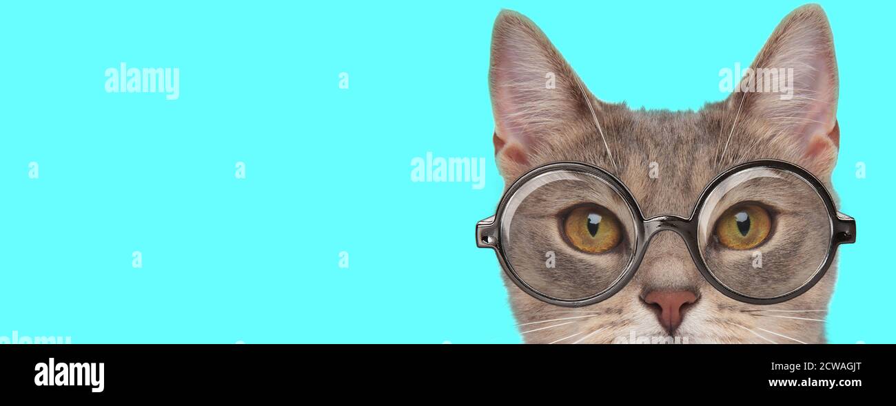 cute funny metis cat wearing eyeglasses, hiding face from camera on ...