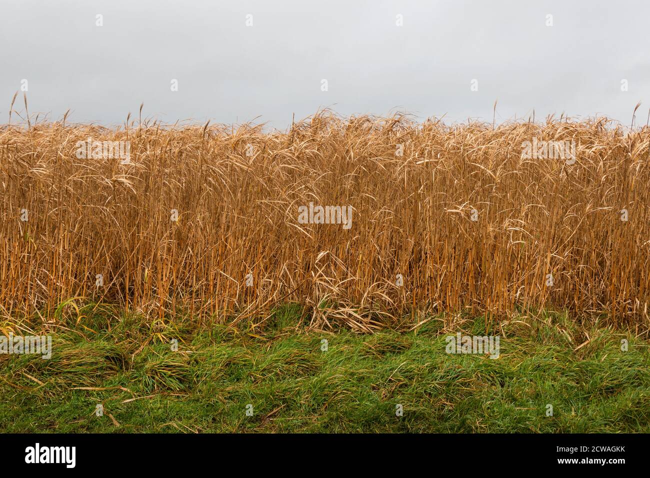 Golden crop in a farmers field with grass below Stock Photo - Alamy