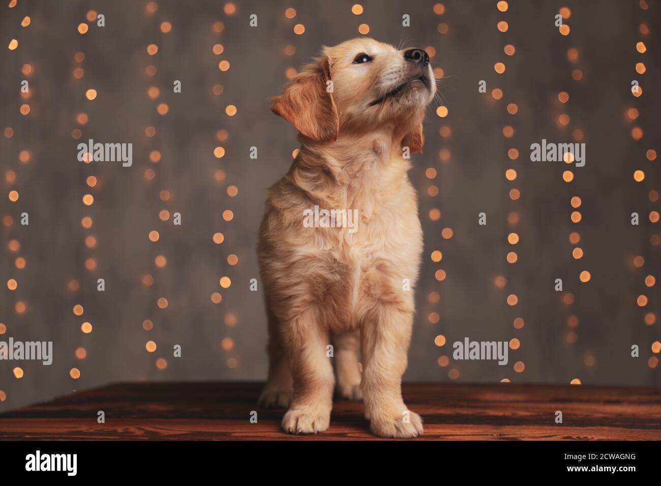 Pup lights hi-res stock photography and images - Alamy