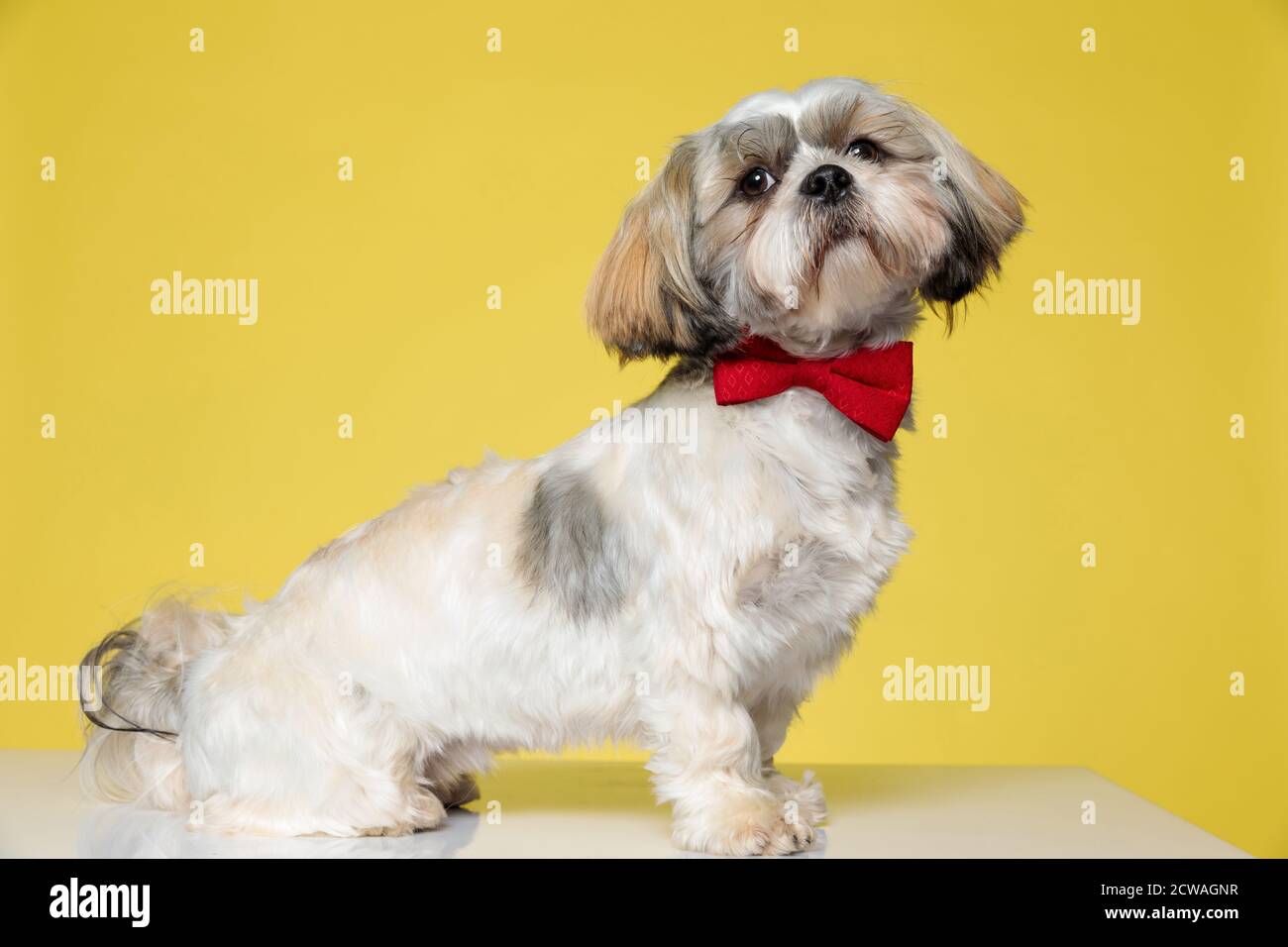 Side view shih tzu sitting hi-res stock photography and images - Alamy