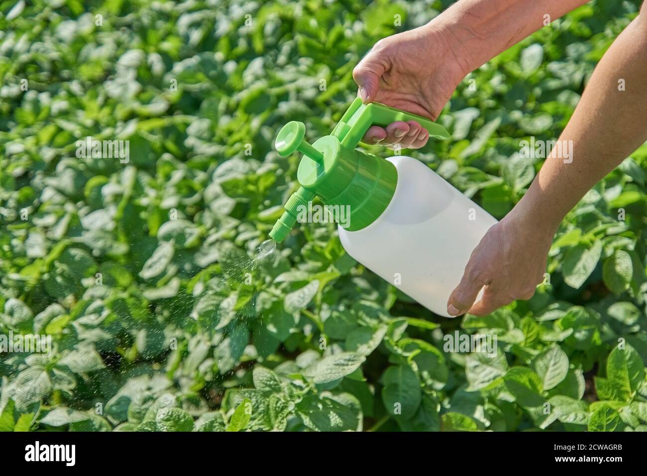 Farmer sprays pesticide with manual sprayer against insects on potato ...