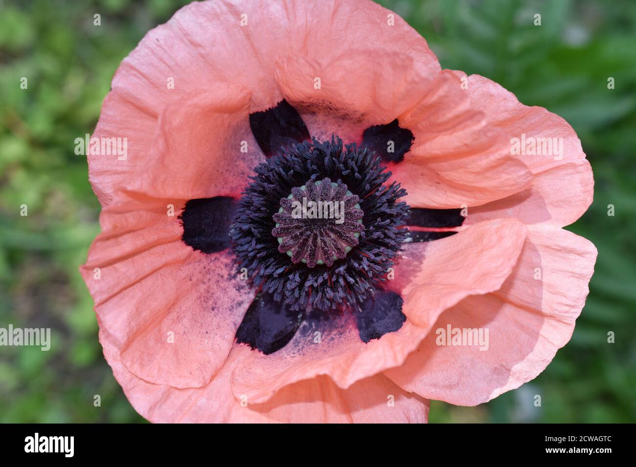 Closeup on a pink oriental poppy Papaver orientale Stock Photo - Alamy