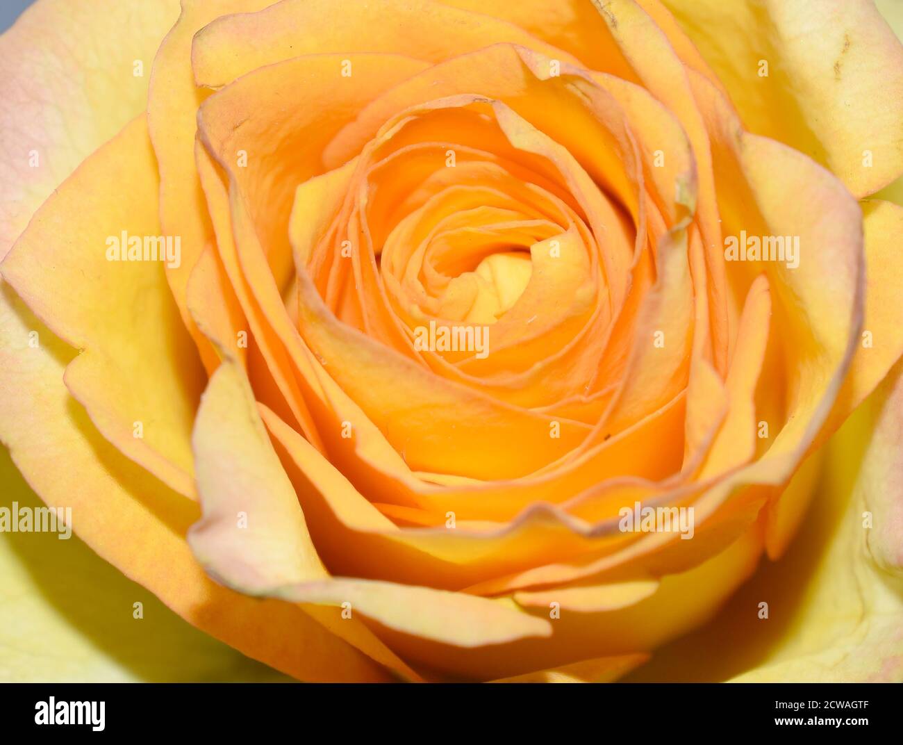 Closeup on one single yellow rose Stock Photo - Alamy
