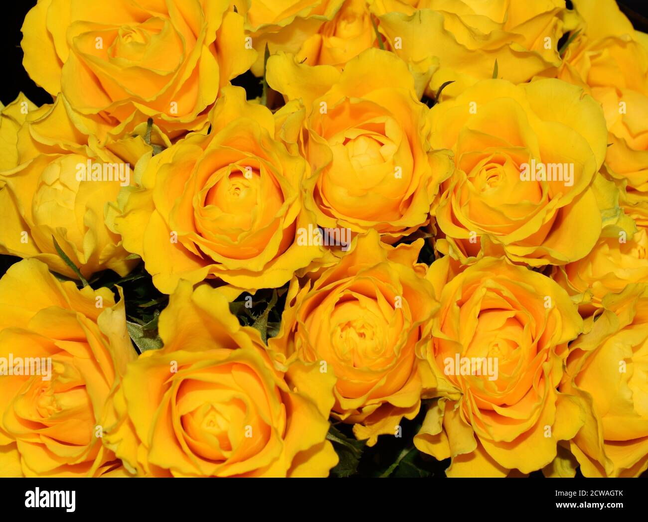 Huge Bouquet Of Yellow Roses