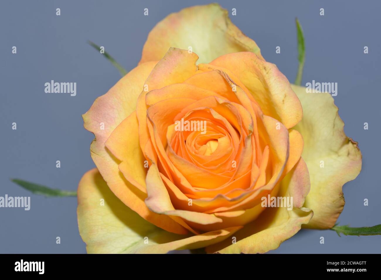 Single yellow rose hi-res stock photography and images - Alamy