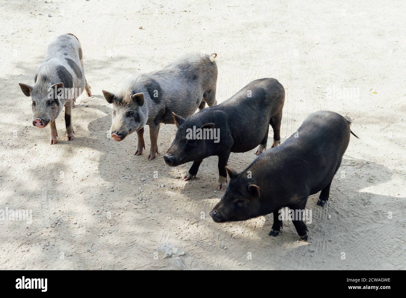 wild boar piglets in green forest look into the camera Stock Photo - Alamy