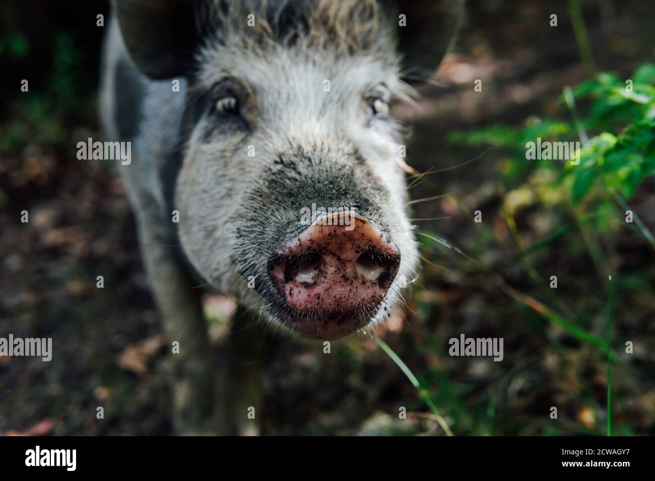 Wild boar piglets look hi-res stock photography and images - Alamy