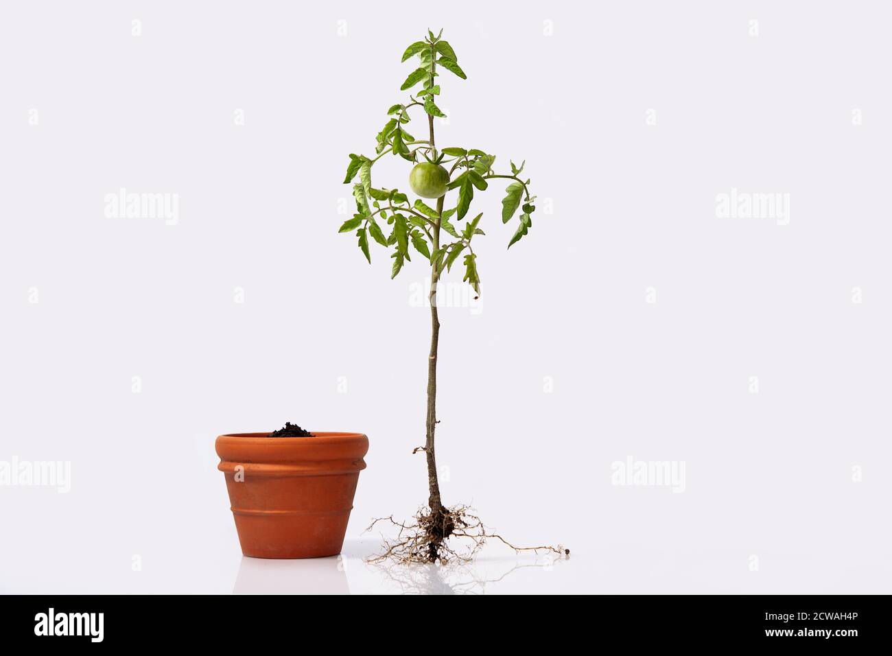 Tomato root system hi-res stock photography and images - Alamy