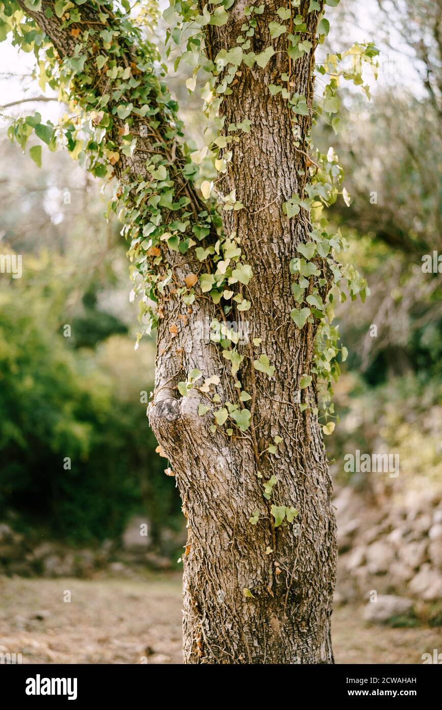 A tall tree in a forest thicket with a trunk entwined with ivy Stock ...