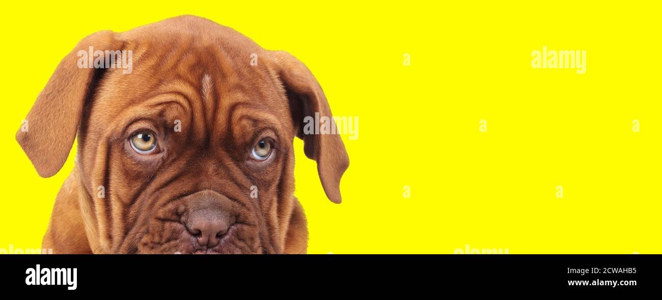 Lovely French Mastiff begging and making puppy eyes on yellow studio ...