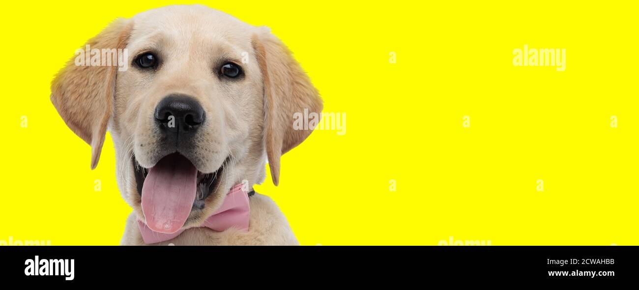 Happy golden Labrador Retriever smiling and panting, wearing bowtie on ...