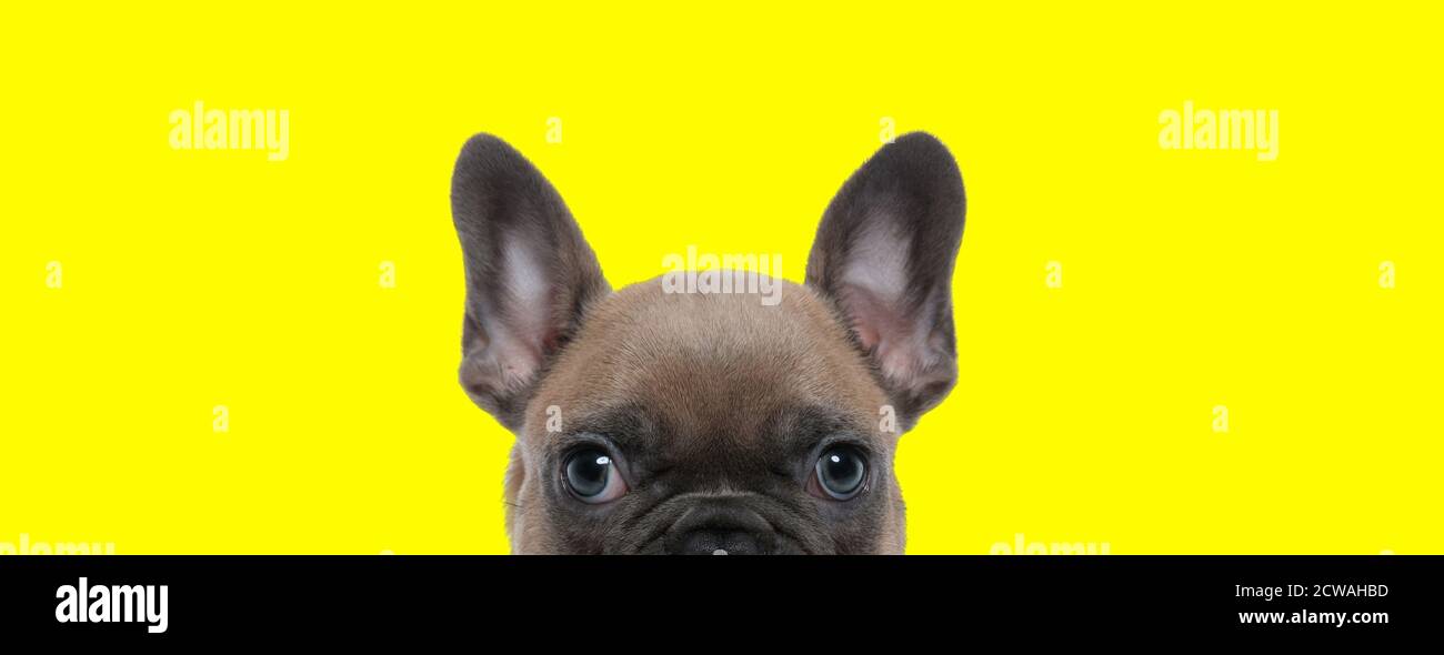 Focused French Bulldog cub curiously looking forward on yellow studio ...