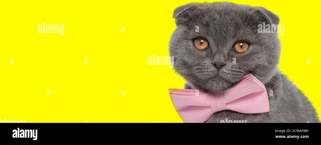 Eager Scottish Fold cat wearing bowtie and looking forward on yellow ...