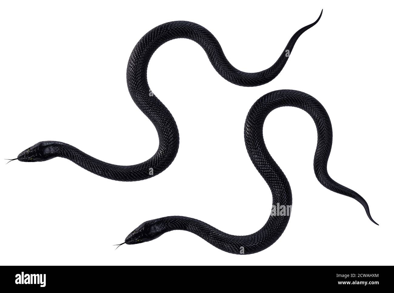 Black snakes hi-res stock photography and images - Alamy