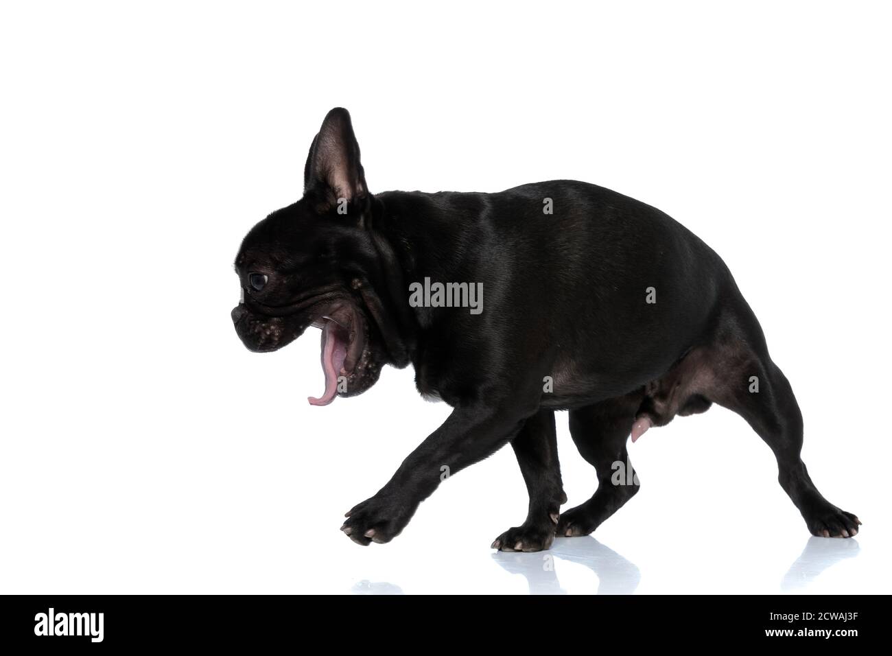 Side view of a yawning French Bulldog puppy stepping on white studio ...